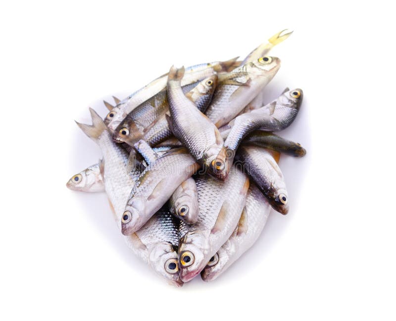 Many small fish stock photo. Image of healthy, group - 247160676