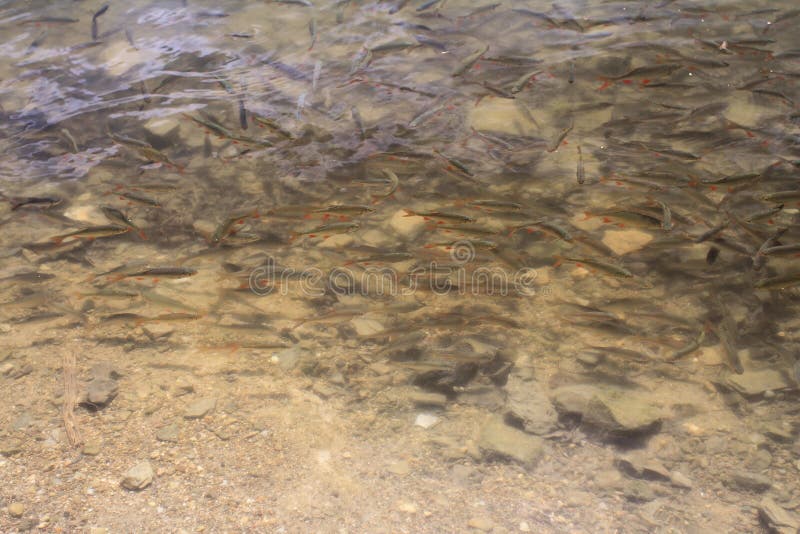 Many small fish stock image. Image of lake, fall, mountain - 41262069