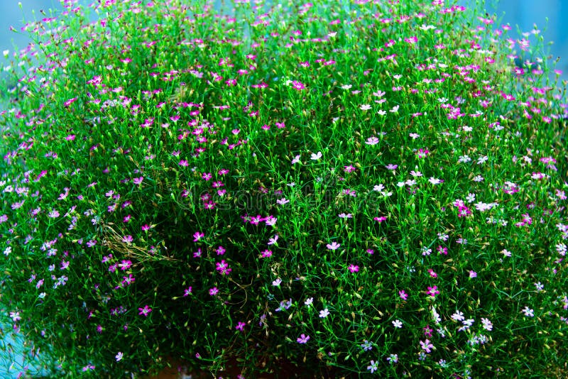 Many small flowers stock image. Image of nature, natural - 62694623