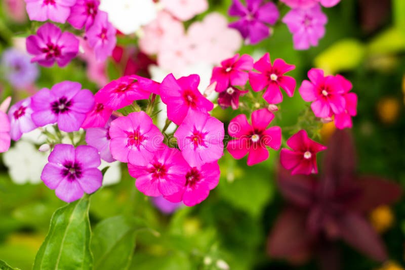 Many Small Flowers with Bright Multi Colored Petals. Macro Stock Photo ...