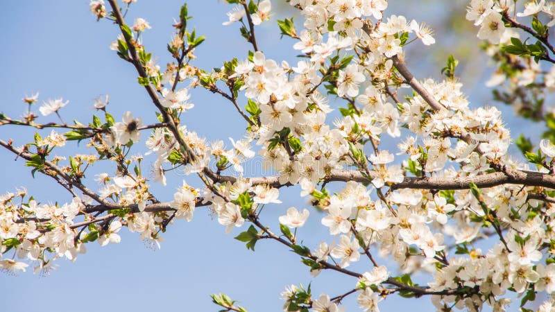 Many Small Flowers and Buds with Green Leaves Stock Photo - Image of ...