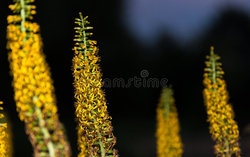 Many Small Flowers on a Dark Background Stock Image - Image of flower ...