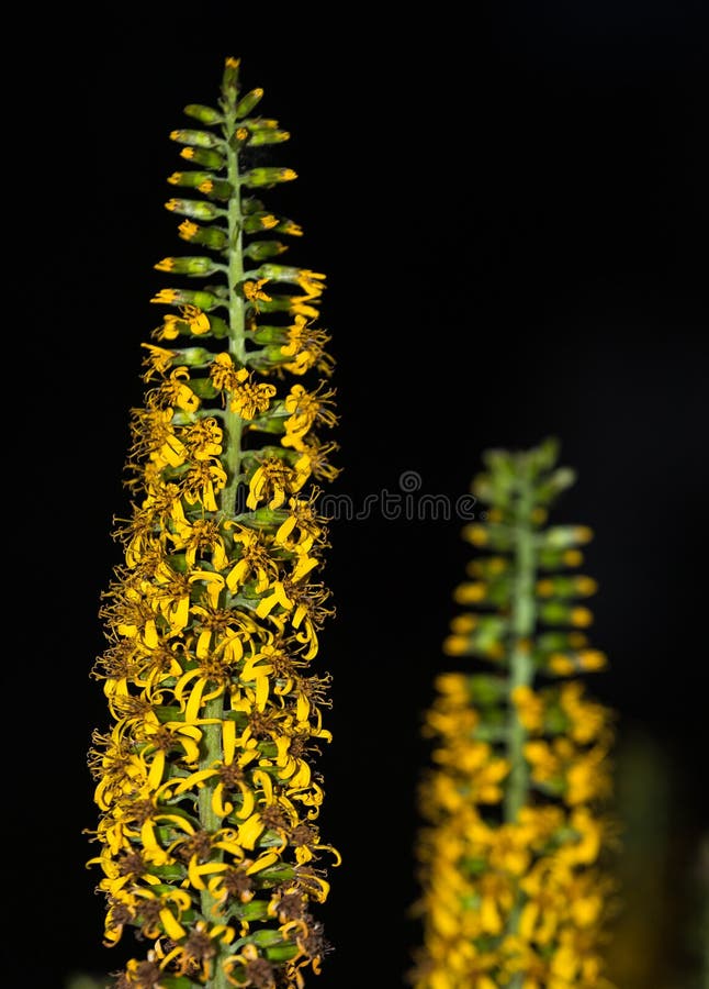 Many Small Flowers on a Dark Background Stock Image - Image of beauty ...