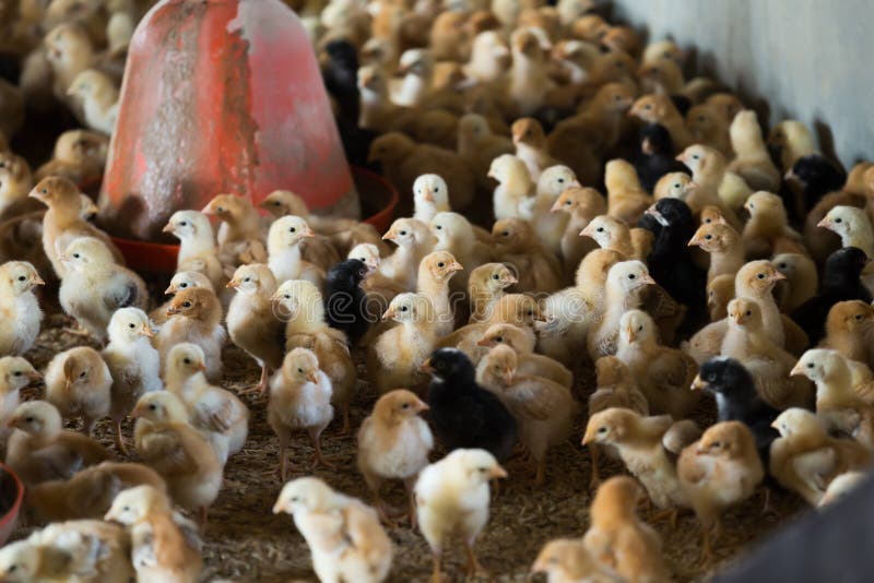 Many Small Fluffy Multicolored Broiler Chicks Stock Photo - Image of ...