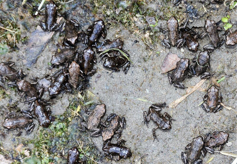 Many small frogs stock photo. Image of biological, tadpoles - 186708966