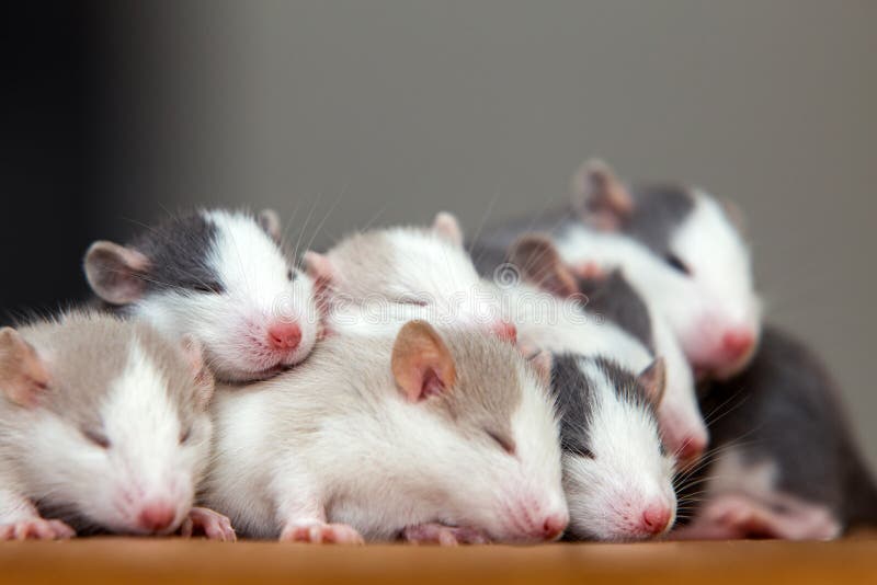 Many Small Funny Baby Rats Warming Together One on Top of Another Stock ...