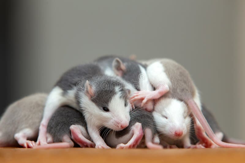 Baby rats stock image. Image of tiny, brown, background - 48871633