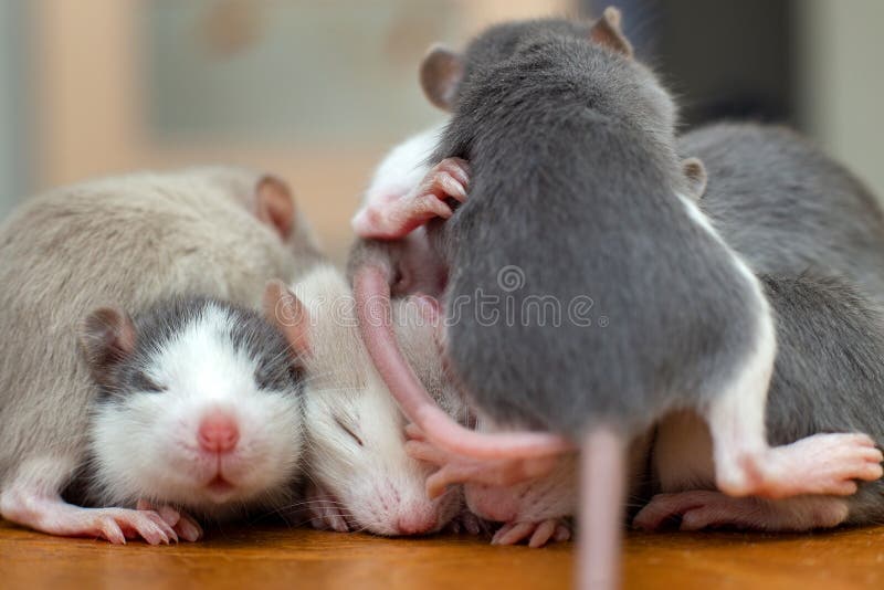 Many Small Funny Baby Rats Warming Together One on Top of Another Stock ...
