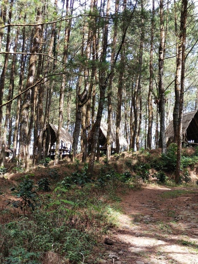 Many Small Houses are Built Under Pine Trees Stock Photo - Image of ...