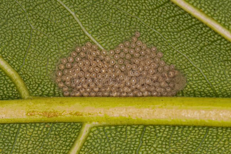 Many Small Moth Insect Eggs Stock Photo - Image of butterfly, moth ...
