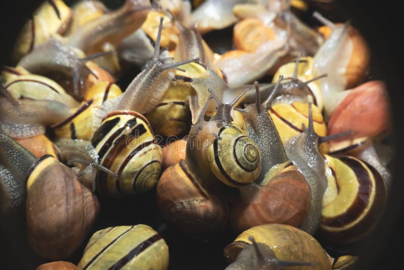 Multi-colored live snails stock image. Image of brown - 214515385