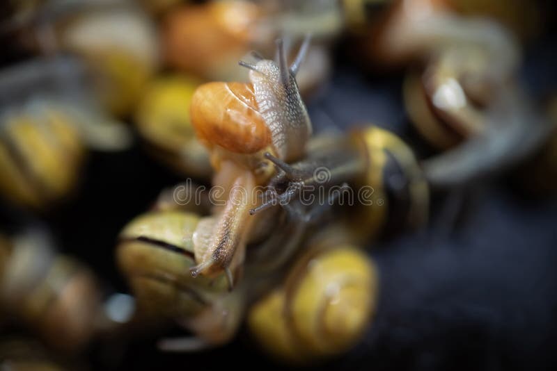 Multi-colored live snails stock photo. Image of natural - 214515406