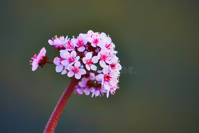 Many Small Pink Flowers on a Flower Stock Image - Image of bouquet ...