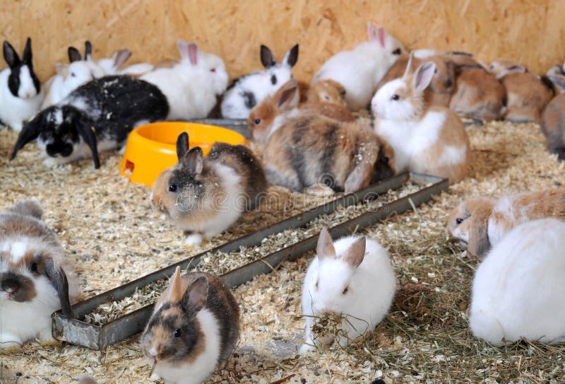Many small rabbits stock photo. Image of season, fluffy - 55367084