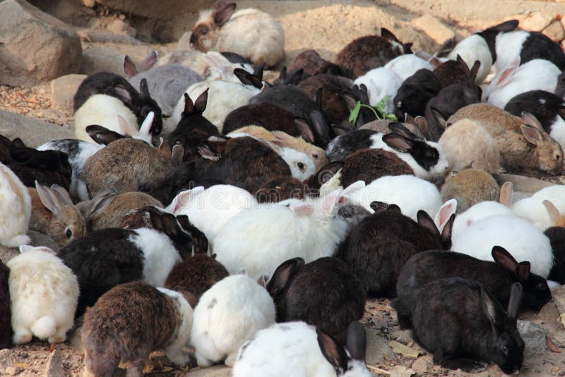 Many small rabbits stock photo. Image of cute, pets, yellow - 55366970
