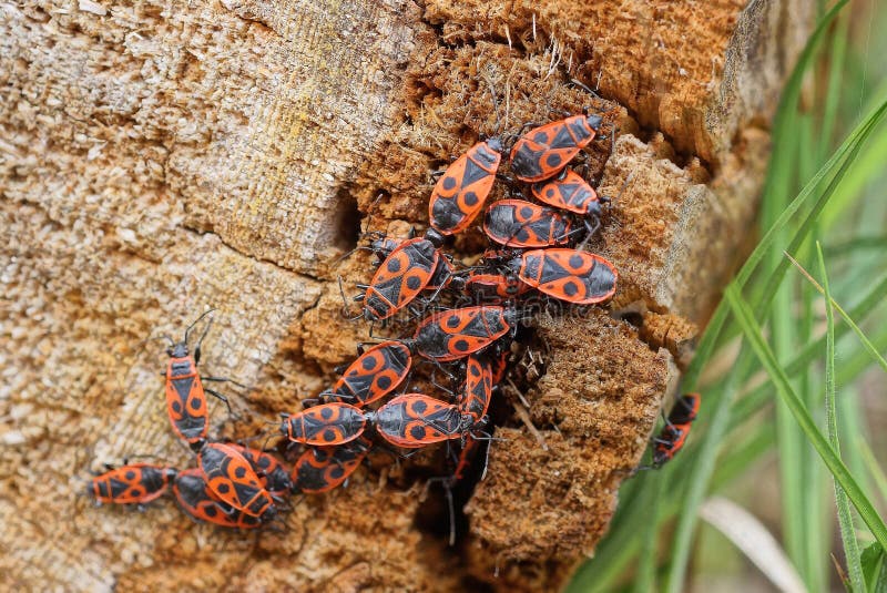 Many Small Red Black Beetles on Brown Wood Stock Photo - Image of ...