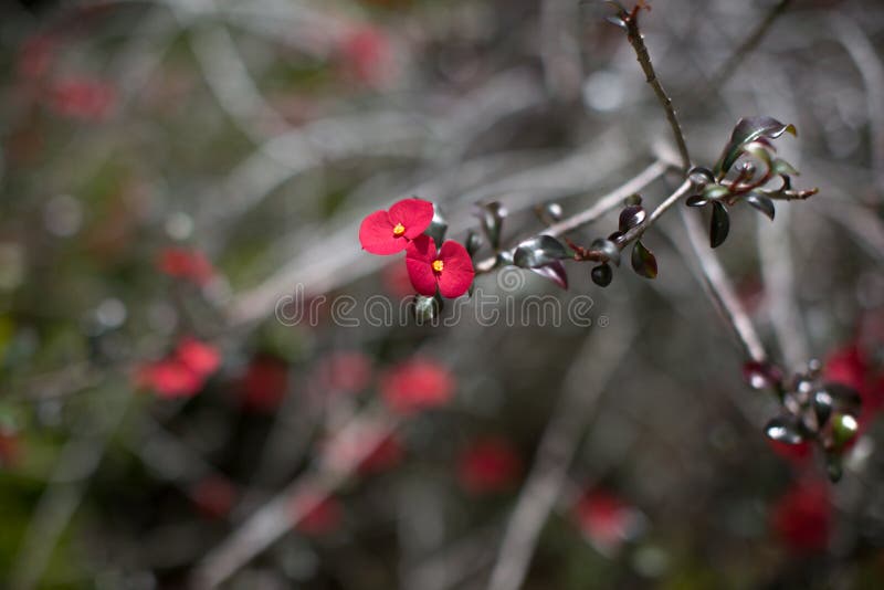Many Small Red Flowers on the Branches of a Tropical Tree. Stock Photo ...