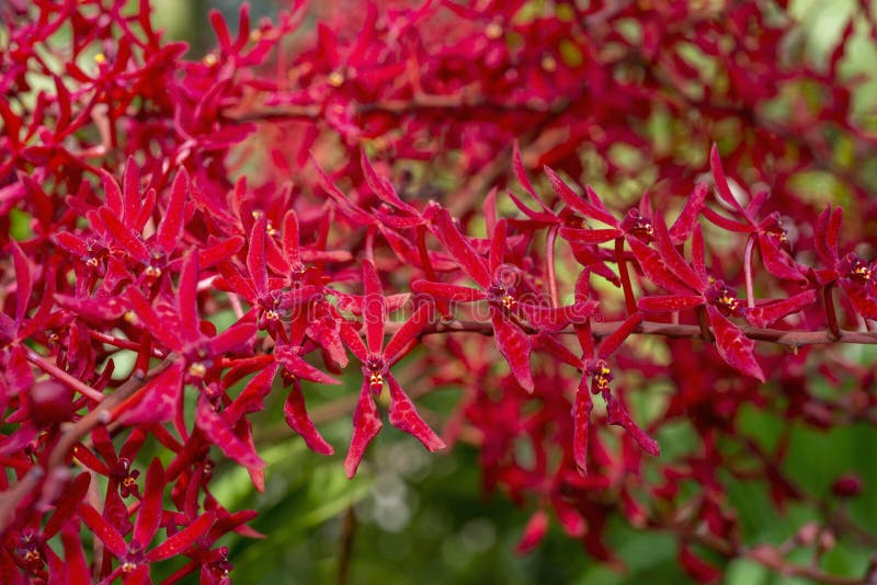 Many red orchids stock image. Image of bright, focus - 242668915
