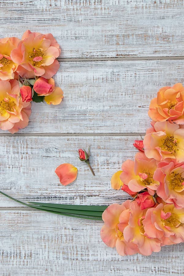Many Small Roses with Buds on a White Background Stock Image - Image of ...