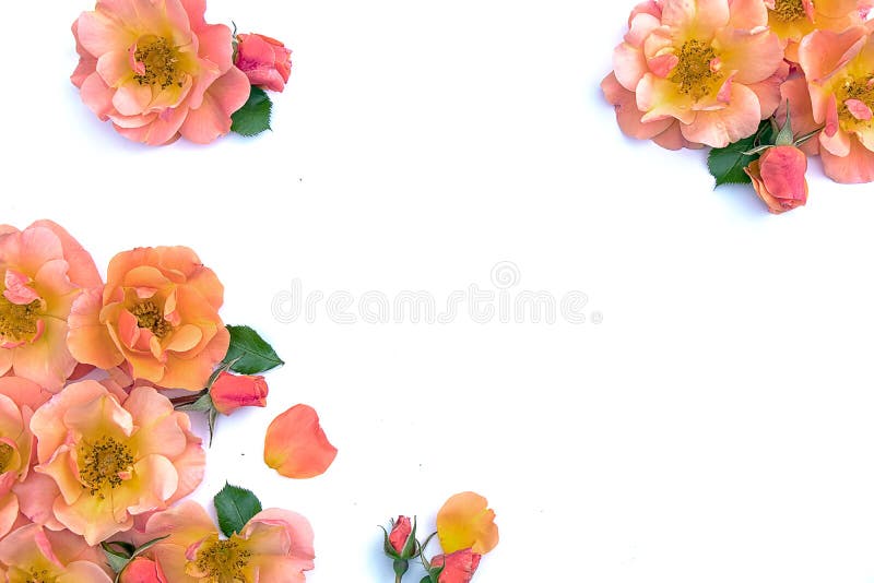 Many Small Roses with Buds on a White Background Stock Image - Image of ...
