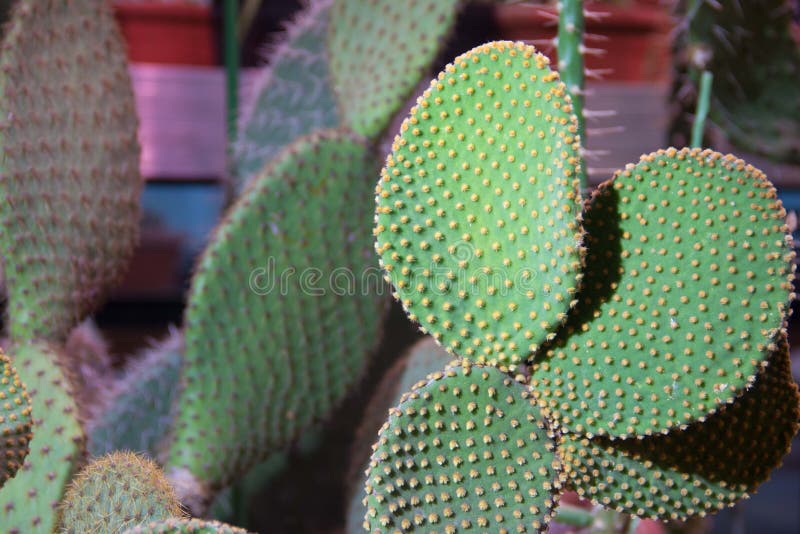 Many Small Round Cacti in the Ground, Family. Stock Image - Image of ...