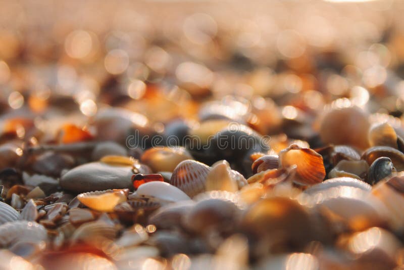Many small sea shells stock photo. Image of sand, cleanliness - 118355978