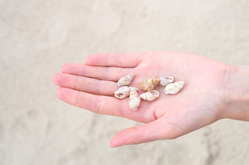 Many Small Shells on the Palm Stock Image - Image of light, sandy ...
