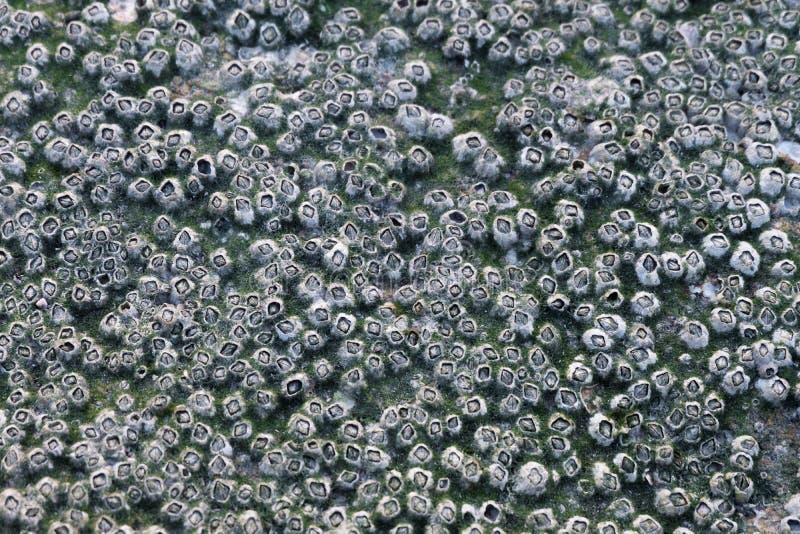 Many Small Shell Live on the Stone on the Beach. Stock Photo - Image of ...