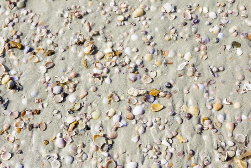 Many Small Shells on the Beach, Top View Stock Photo - Image of ...