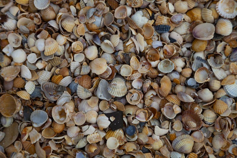 Many Small Shells Close-up. Stock Photo - Image of brown, coast: 120647390