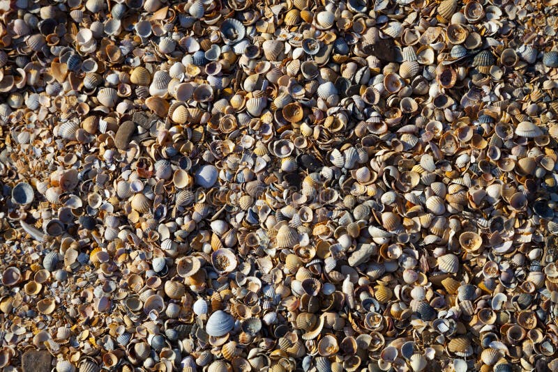 Many Small Shells Close-up. Stock Image - Image of detail, coast: 124173075