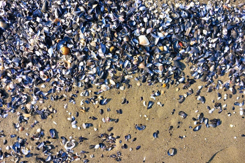 Many Small Shells on the Sea Sandy Coast Stock Photo - Image of pebble ...