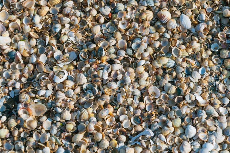 Many Small Shells on the Seashore. Natural Backgrounds and Textures ...