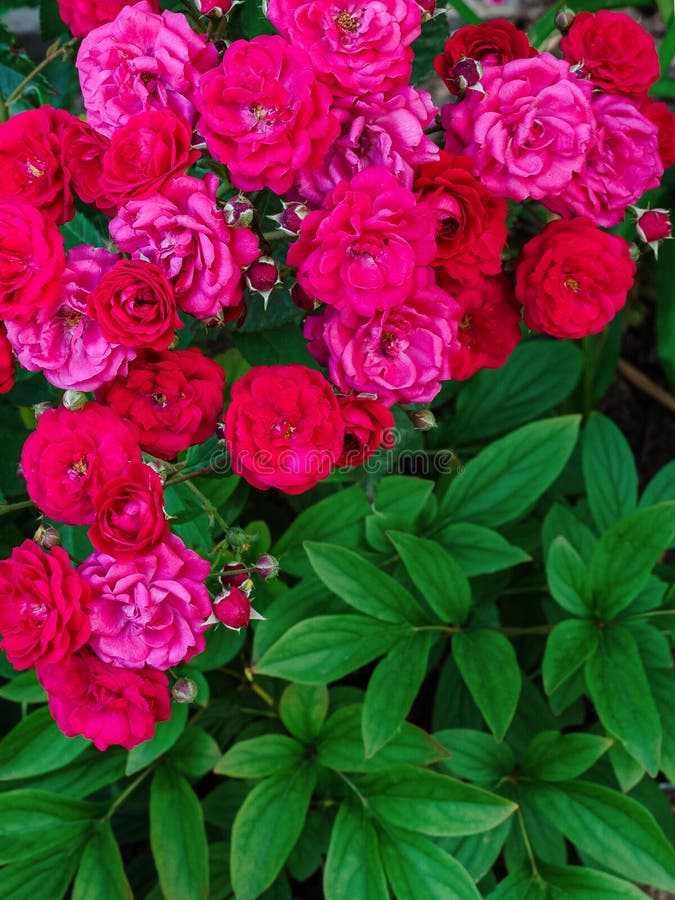 Many Small Spray Roses and Green Leaves Stock Image - Image of beauty ...