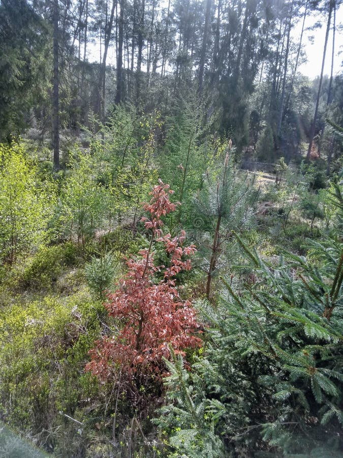 Many Small Tree in the Forest Stock Photo - Image of green, small ...