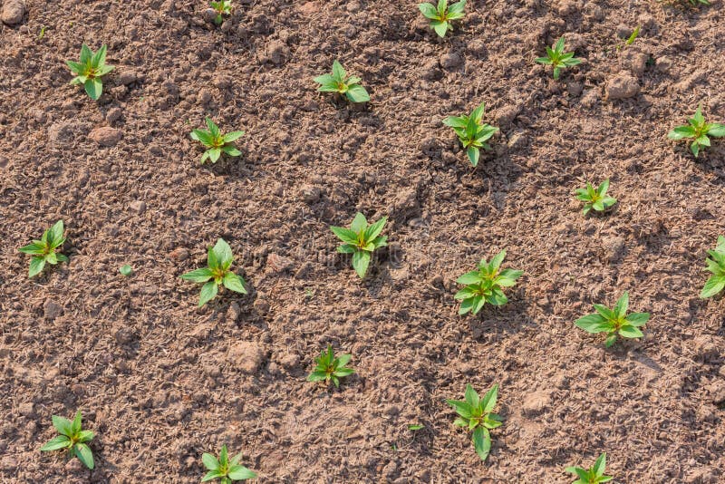 New Small Tree Growing in Soil. Stock Image - Image of land, seed ...