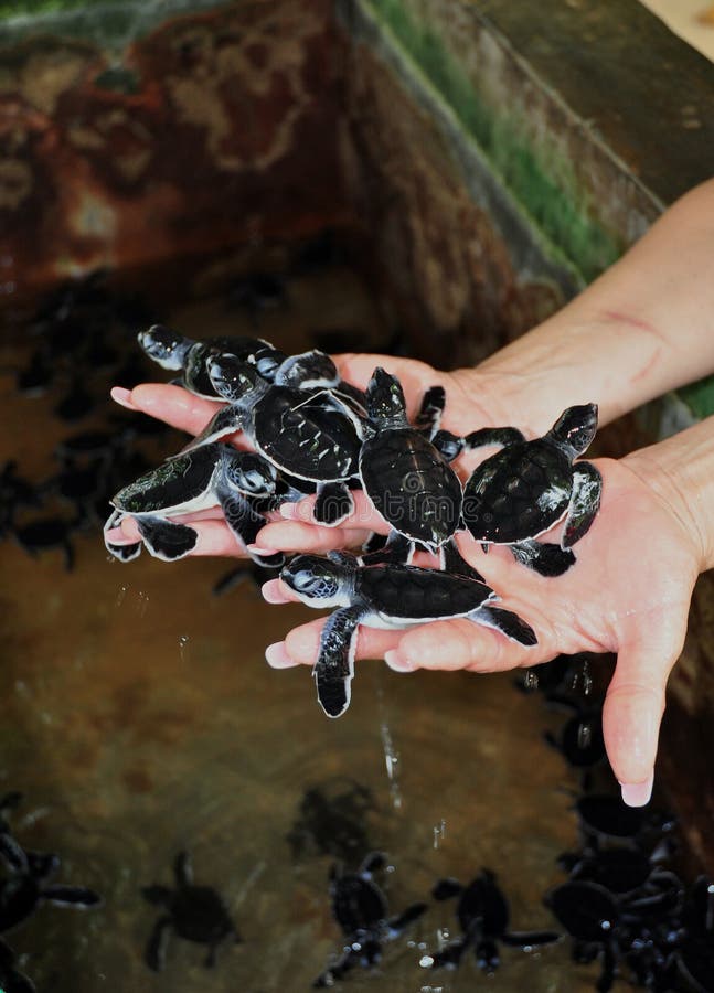 Small Turtles, Sunbathing Lined Up on a Rock, in a Shelter Box Stock ...