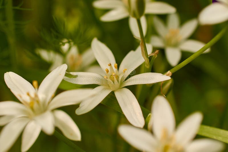 Many Small White Flowers Grow on Meadow Close-up Stock Photo - Image of ...