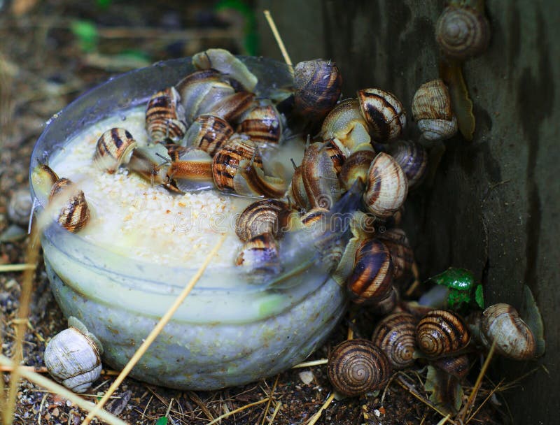Many Snails on the Edge of a White Plastic Bowl Stock Image - Image of ...