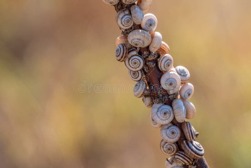 Many Snails are Sitting on a Branch Stock Image - Image of food ...