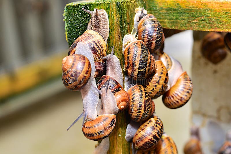 Many Snails Sitting on the Wooden Structures on the Farm Stock Image ...