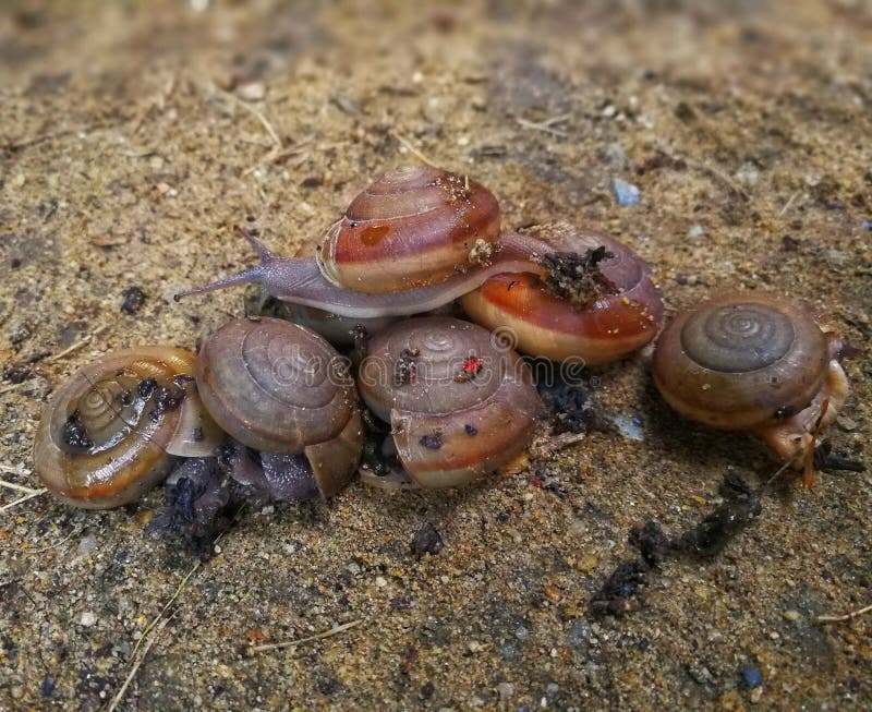 Many snails stock photo. Image of snails, snail, crawling - 114191248