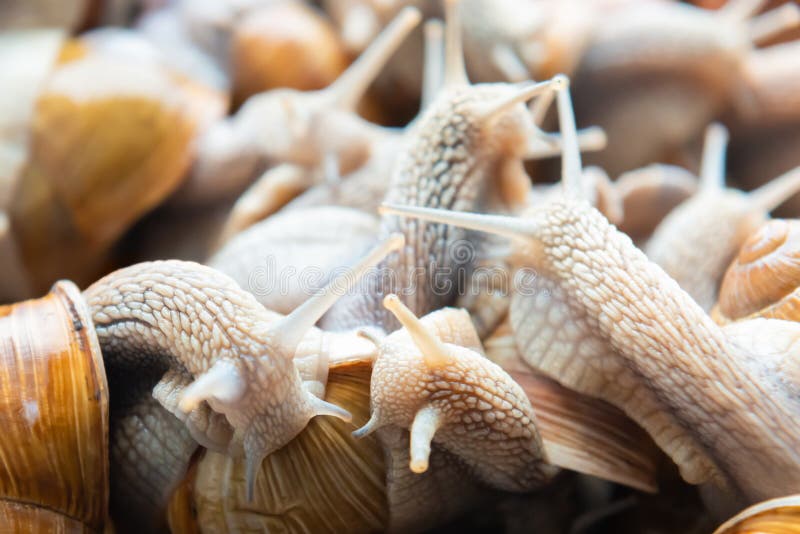 Many Snails on the Edge of a White Plastic Bowl Stock Image - Image of ...
