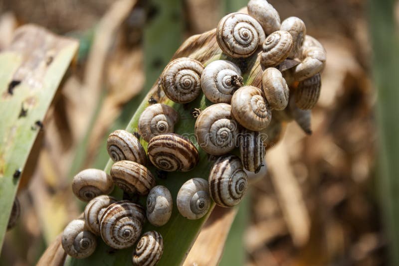 Many Snails. Snail on the Plant. Stock Image - Image of gastropod ...
