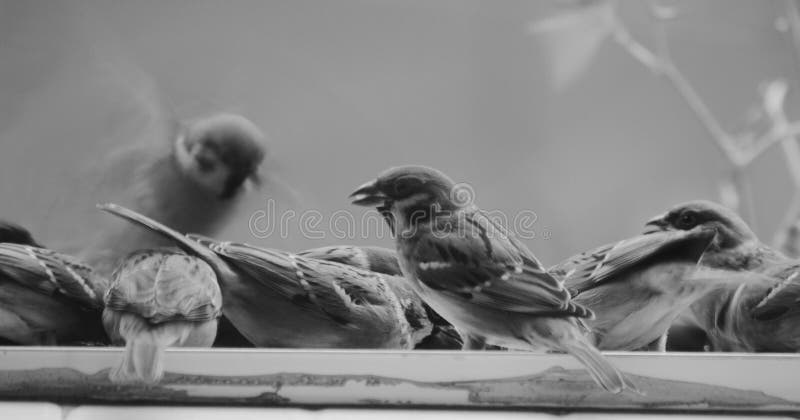 Many sparrows stock image. Image of sparrow, power, friend - 82710755