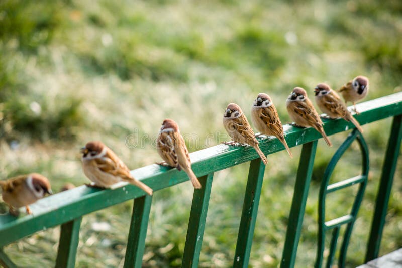 Many sparrows stock image. Image of line, branch, rack - 106672963