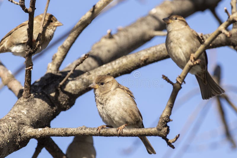 Many Sparrows in the Crown of a Tree Stock Photo - Image of acer, tree ...
