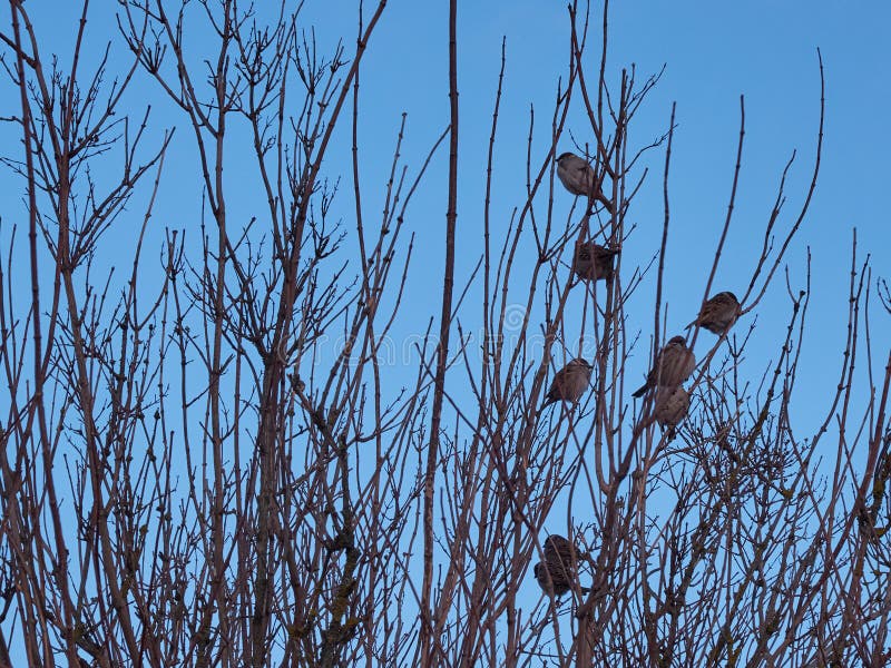 Many Sparrows are Sitting on the Branches of a Bush. Clear Sky Stock ...