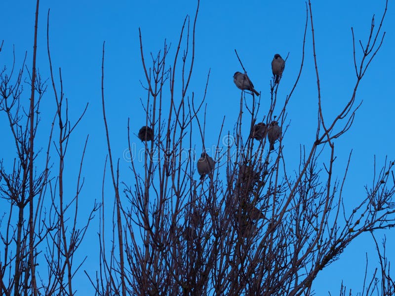 Many Sparrows are Sitting on the Branches of a Bush. Clear Sky Stock ...