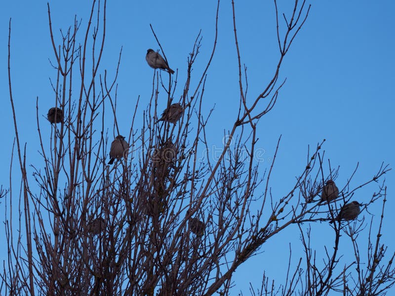 Many Sparrows are Sitting on the Branches of a Bush. Clear Sky Stock ...